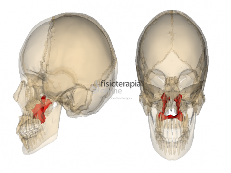 Palatino | Qué es, significado, dónde está, función y cuáles son sus ...