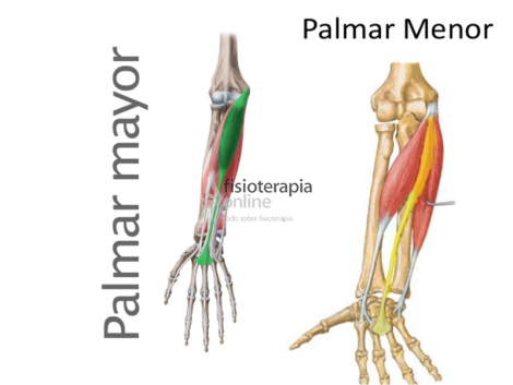 Palmar mayor y menor | Qué son, ubicación, origen, inserción y función