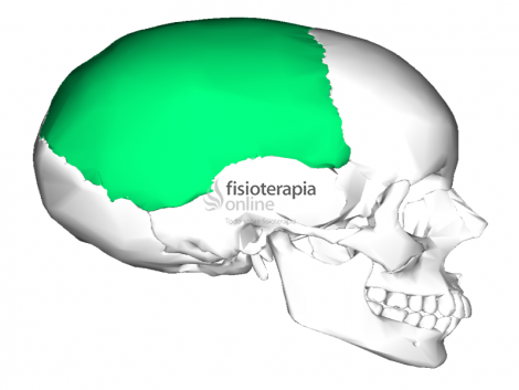 Parietal | Qué es, significado, dónde está, función y lesiones