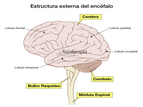 Parietal (lóbulo) | Qué es, ubicación, cómo funciona, qué controla y ...