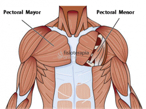 Pectoral mayor y menor | Qué es, ejercicios, origen, inserción y función