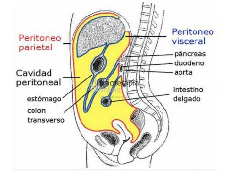 Peritoneo | Qué es, dónde se encuentra, qué órganos protege, cuál es su ...