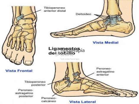 Peroneoastragalino | Qué son, cuáles son, ubicación, origen, inserción ...