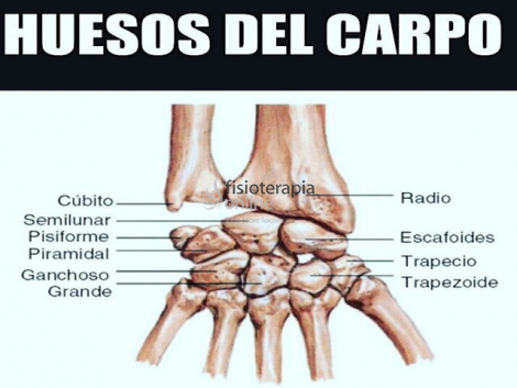 Piramidal | Qué es, ubicación, origen, inserción, función y lesiones