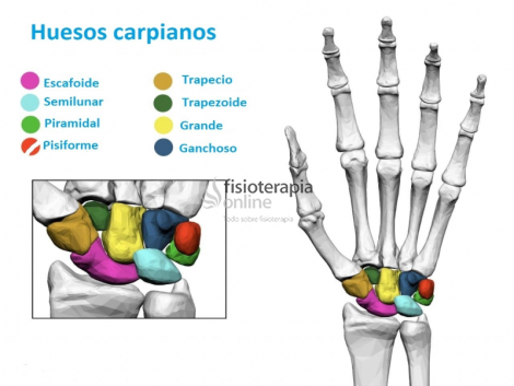 Pisiforme | Qué es, significado, dónde se encuentra, función y lesiones