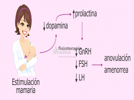 Prolactina | Qué es, qué órgano la segrega, efectos, en qué estructuras ...