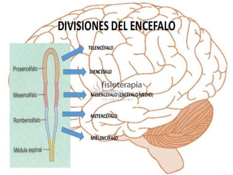 Prosencéfalo | Qué es, ubicación, función y lesiones