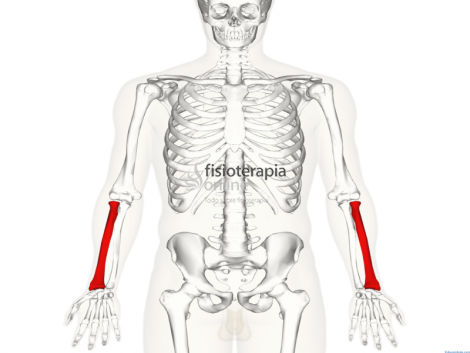Radio | Qué es, qué significa, partes, ubicación, función y lesiones