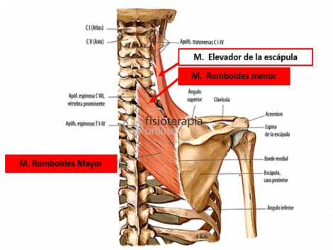 Romboides | Qué es, cómo estirar y fortalecer, origen, inserción ...