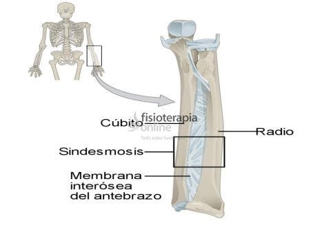 Sindesmosis | Qué son, ubicación, cuántas hay en el cuerpo y función