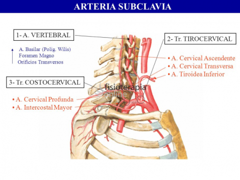 Subclavia (arteria) | Qué es, ubicación, recorrido, ramificaciones y ...