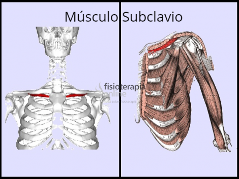 Subclavio | Qué es, ubicación, origen, inserción, inervación y función