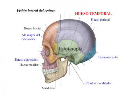 Temporal | Qué es, partes, significado, dónde queda, función y lesiones