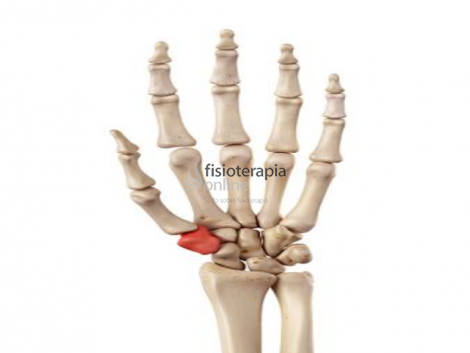 Trapecio | Qué es, significado, dónde queda, función y lesiones