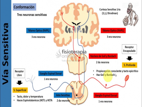 Vías sensitivas | Qué son, dónde se originan y terminan, función y lesiones