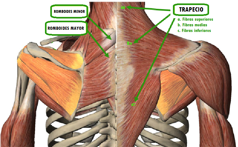 Omoplato Del Musculo